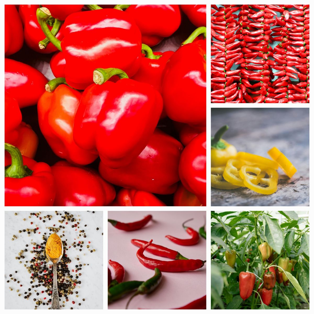 The Ultimate Guide to Peppers: From Mild to Wild – Discover Their ...