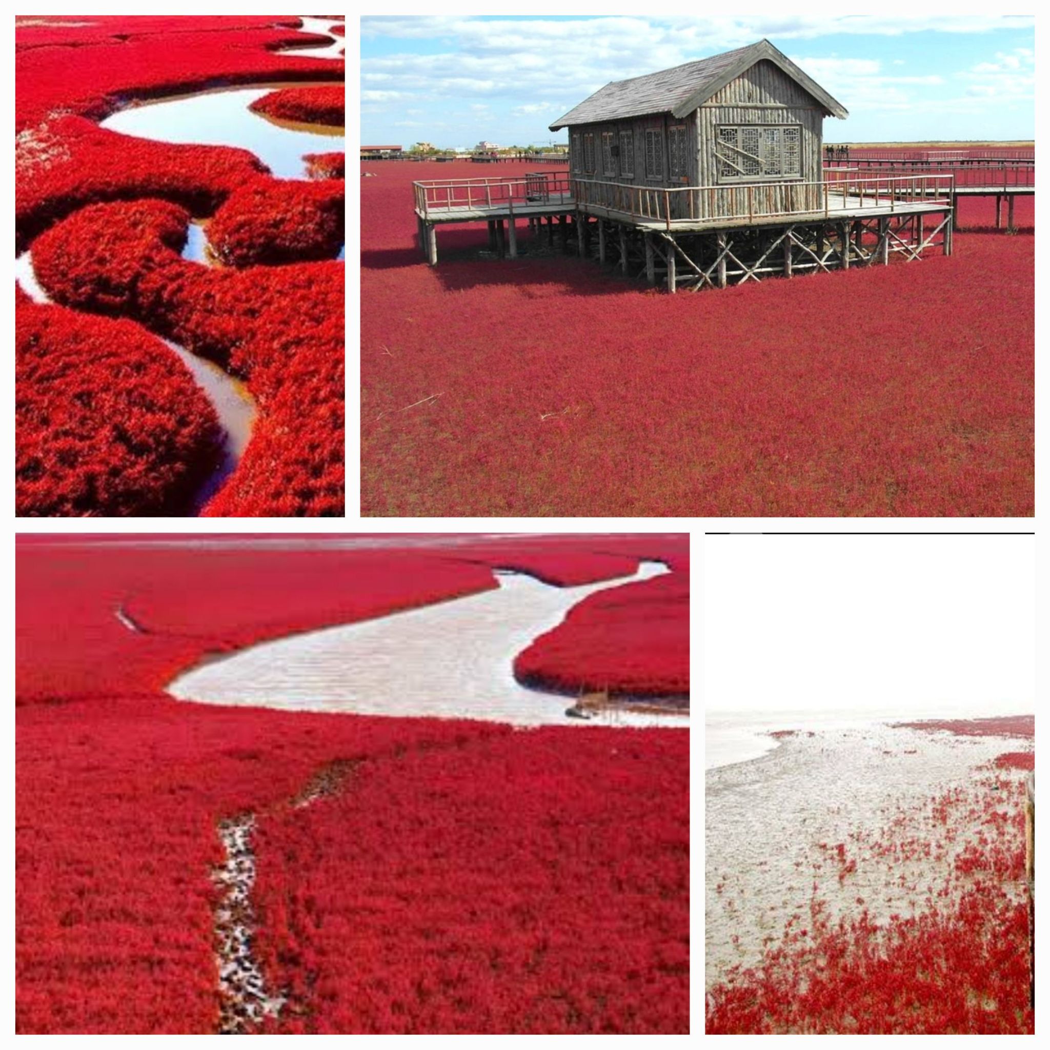 Discover the Red Beach of Panjin: China’s Stunning Natural Wonder and ...